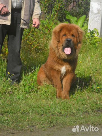 Тибетский мастиф, щенки