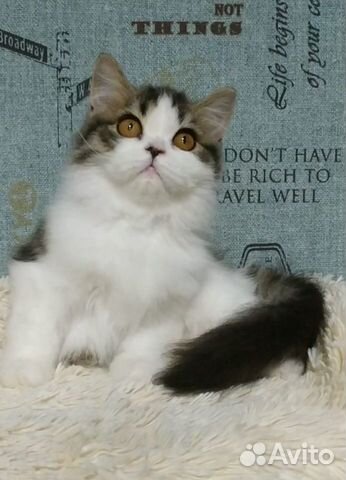 Мурчащая плюшка