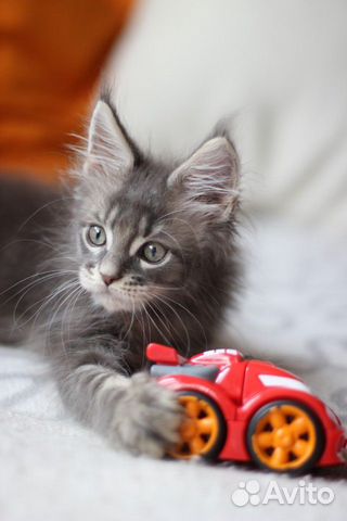 Котик с мощным костяком