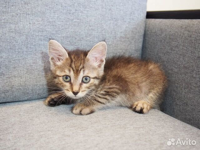 Эльза - смышленая малышка, котенок в добрые руки