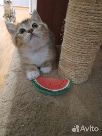 Котик
