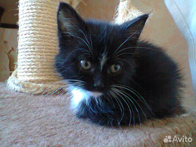 Котенок Ника