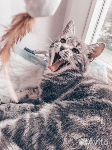 Сонечка 4 мес. в добрые руки