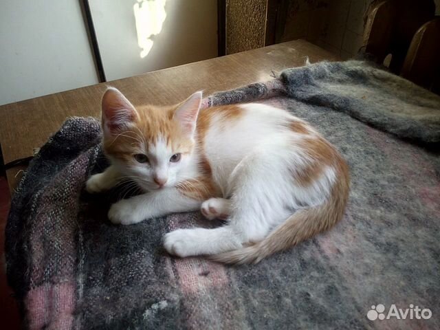 Домашний бело-рыжий котёнок,мальчик