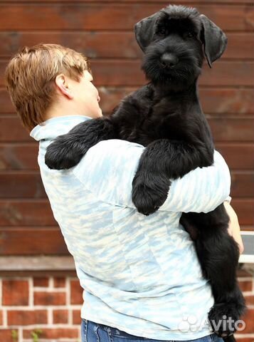 Щенок ризеншнауцера