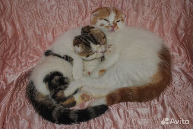 Милейшие скоттиш фолды