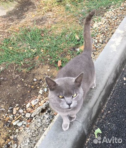 Интересный котик