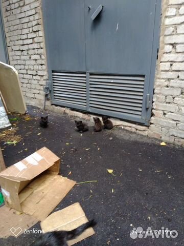 4 черных котенка