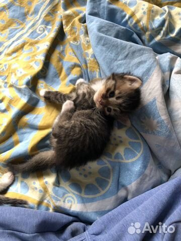 Котятки ждут своего человека