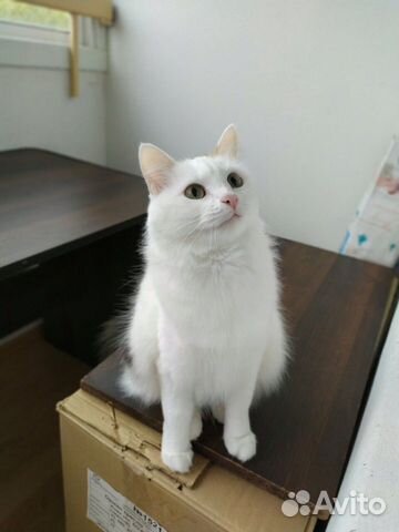 Кошка. Ищет заботливых хозяев