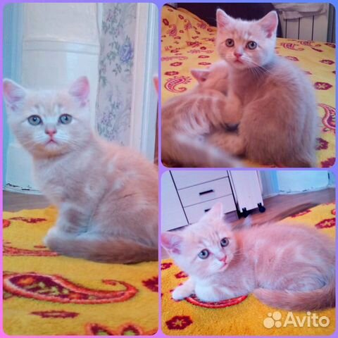 Шотландский мраморный лиловый красавец