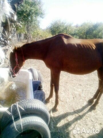 Кобыла 4 года покрытая