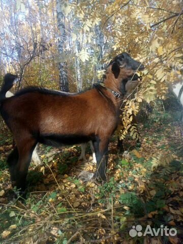 Продам чешского козла