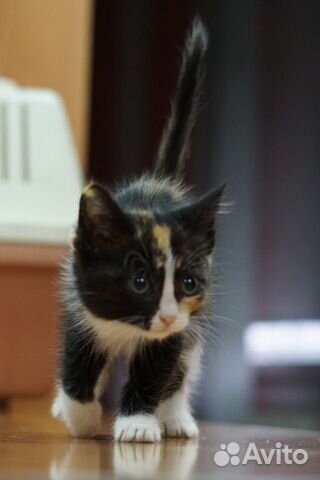 Девочка-припевочка