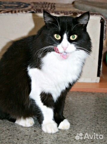 Лев Валерьяныч или просто Лева в добрые руки