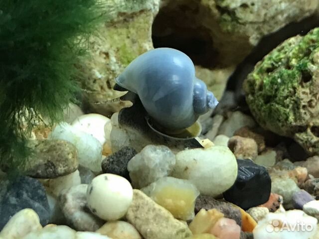 Цветные улитки ампулярии