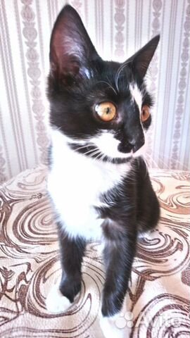 Отдается в добрые ручки изумительный котик 3-4мес