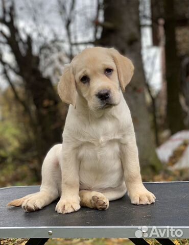 Лабрадор палевый девочка РКФ