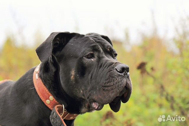 Широкой души Ватсон в дар