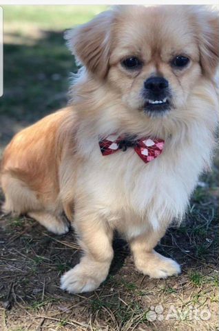 Помесь Пекинеса