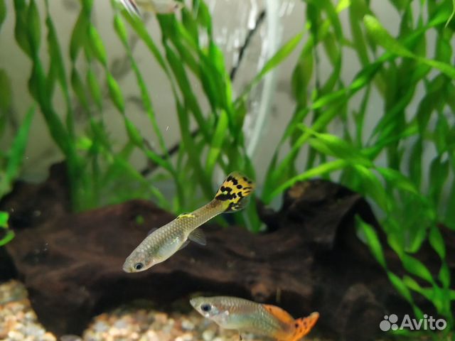 Мальки гуппи