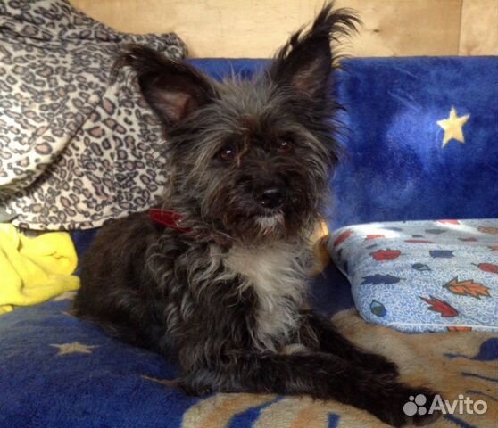 Чупа. Маленькая собачка. Бесплатно