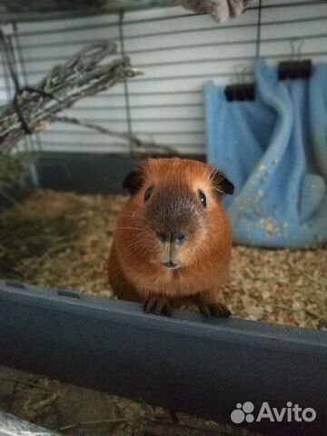 Морская свинка Калифорния