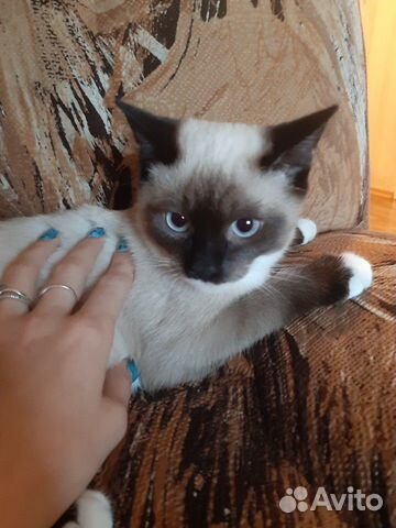 Отдам двух котят