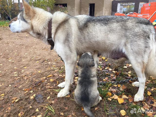 Породистые щенки - Аляскинские маламуты