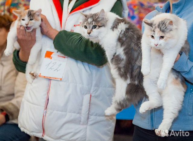 Курильские очаровательные рысята