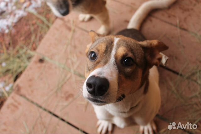 Славик в добрые руки