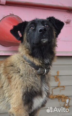 Собака на охрану