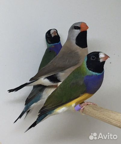 Амадины Гульда и острохвостые