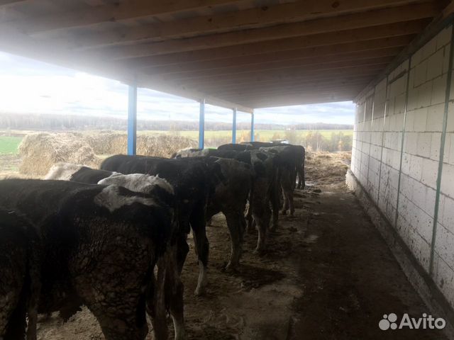 Быки на продажу