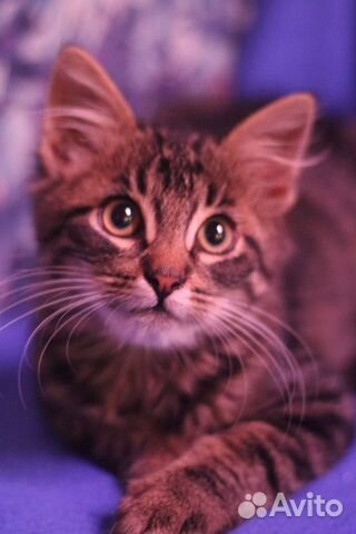 Отдам ответственным людям