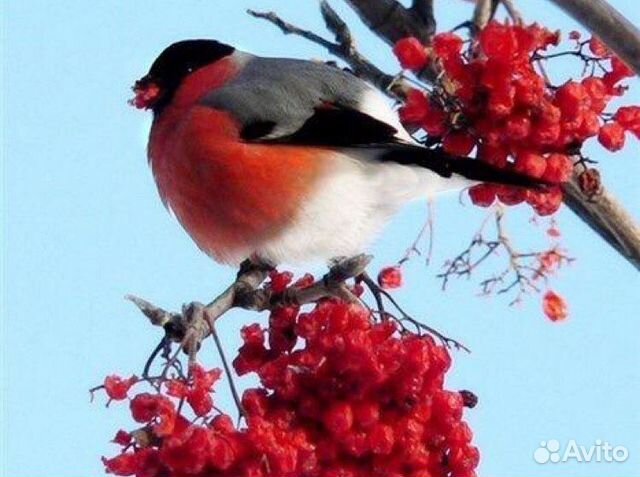 Снегирь Щегол Чиж