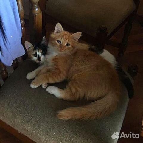 Выброшенные на улицу котята хотят найти новый дом