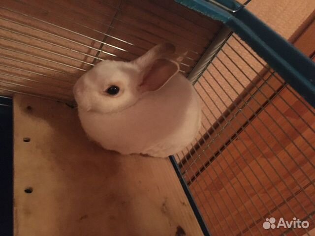 Заяц и кролик