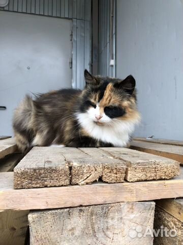 Бездомная молодая кошечка