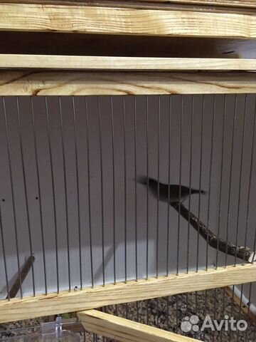 Славка Черноголовка