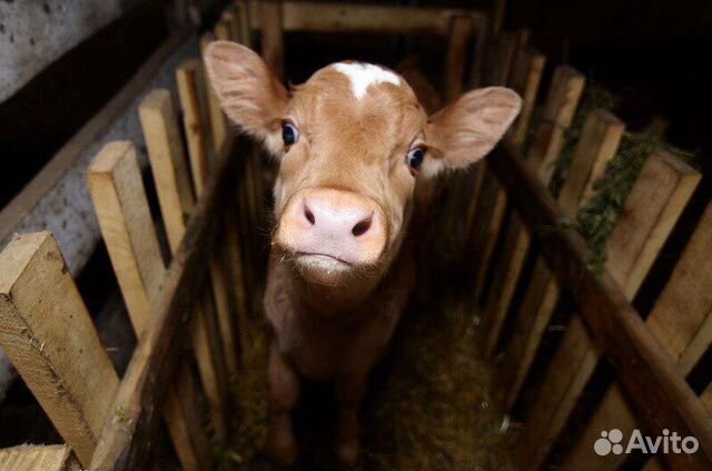 Бычок. 2 недели
