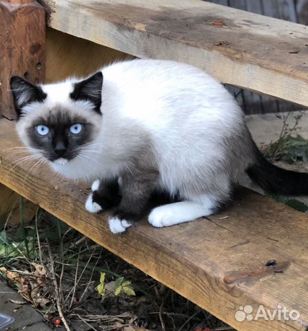 Сиама - Сноу шу - Снежинка ищет дом