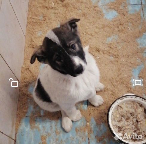 Щенки в муниципальном приюте