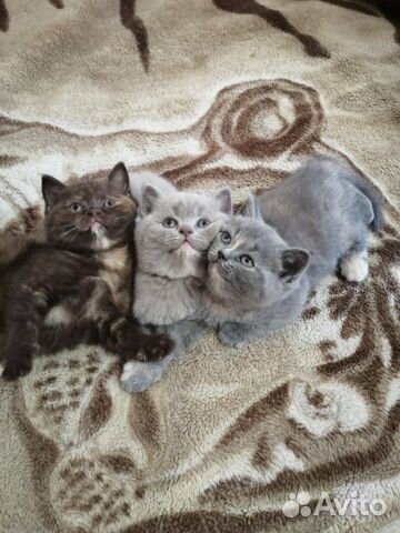 Британские котята