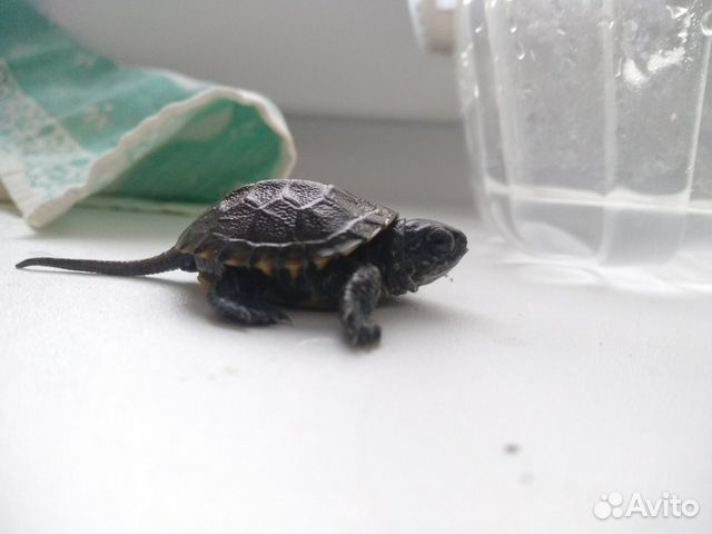 Черепашка ниндзя Донатэлла