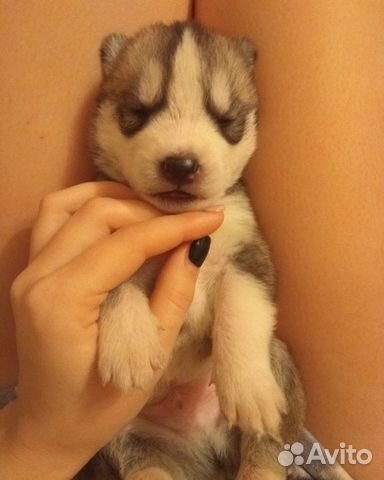 Щенок Сибирской Хаски