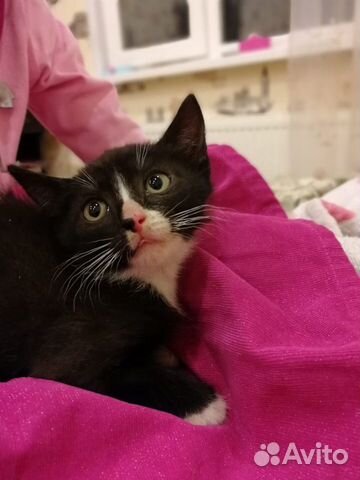 Котёнок Степа 2 мес в добрые руки