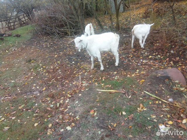 Козел 10 месяцев заанинской породы уже работает.по