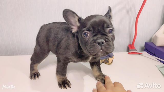 Французский бульдог