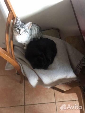 Отдам двух замечательных котят -чёрный кот и полос